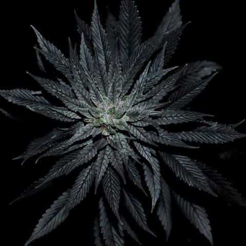 Coco Bubble | DJ Short Seeds